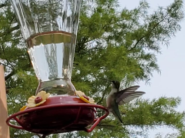 hummingbirdcondo - The Works of Joe Campolo Jr.