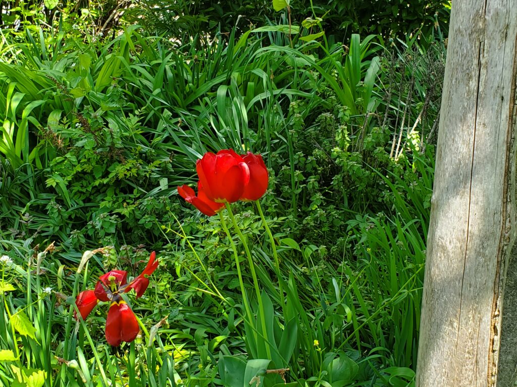 tulipsmay2024 - The Works of Joe Campolo Jr.